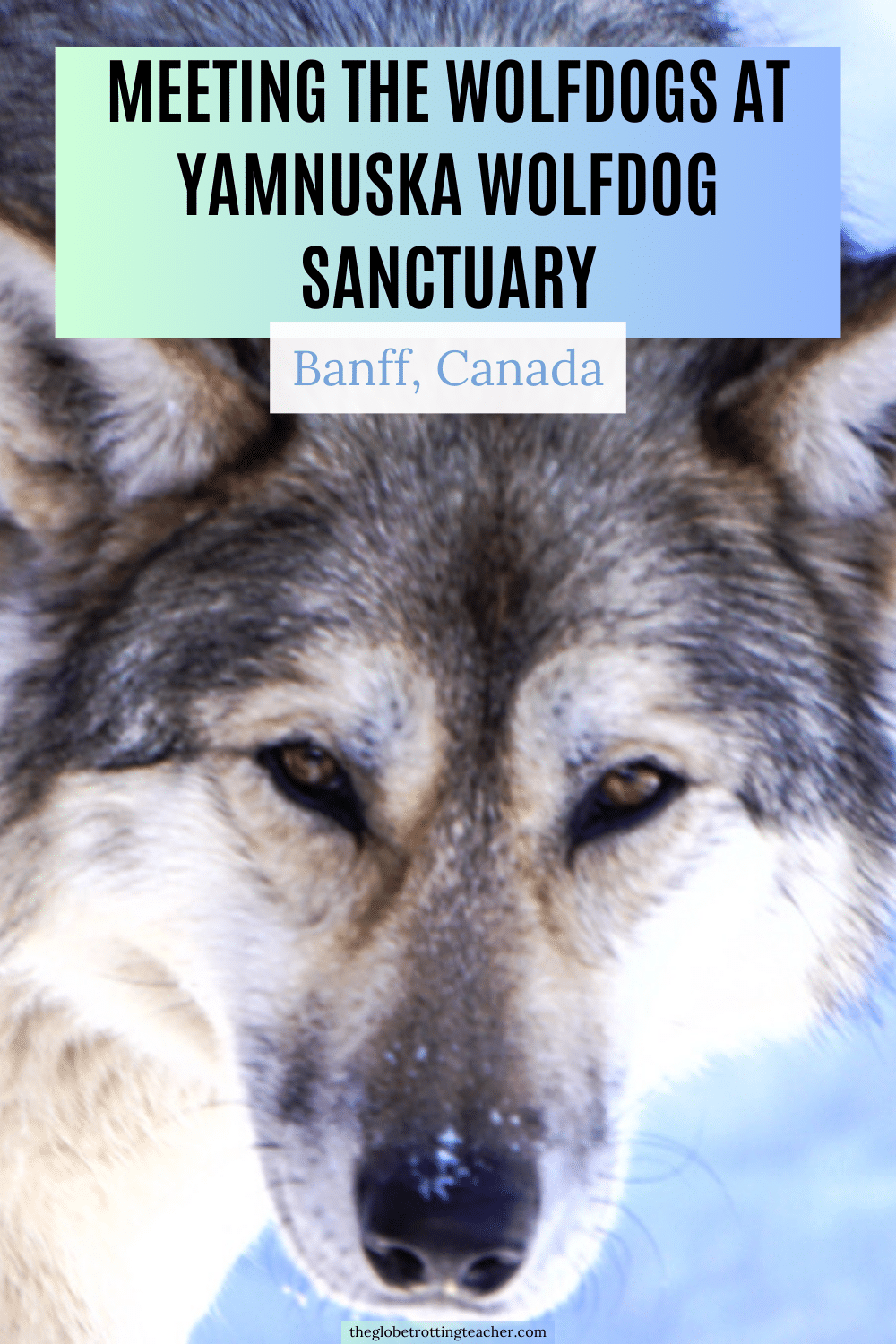 Meet the Wolfdogs at the Yamnuska Wolfdog Sanctuary - The Globetrotting ...