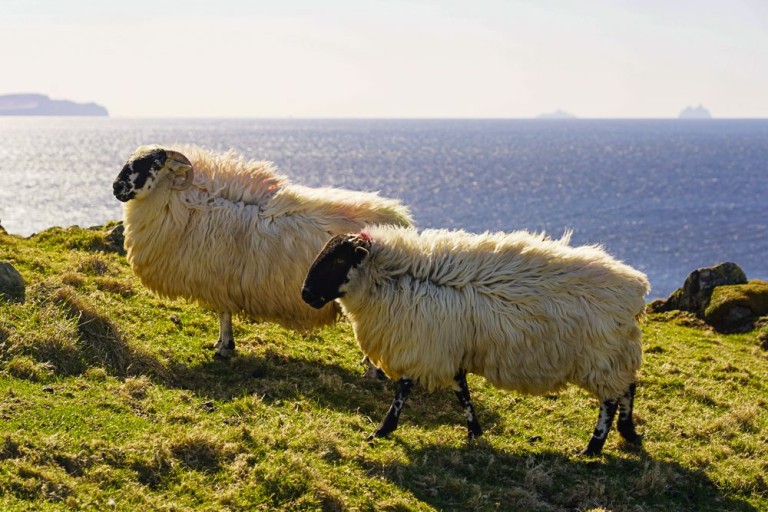 Slea Head Drive Guide: Best Stops + Tips for the Amazing Dingle ...